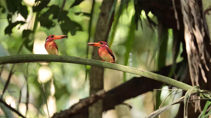 RANDOM SHOTS: South Philippine Dwarf-Kingfisher spotted in Malasag ...