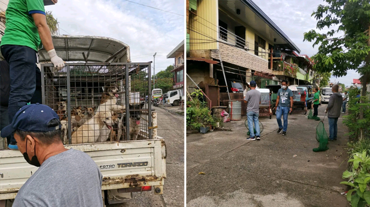 RANDOM SHOTS: Stray dogs rounded up in Xavier Heights - PROGRESS WATCH ...