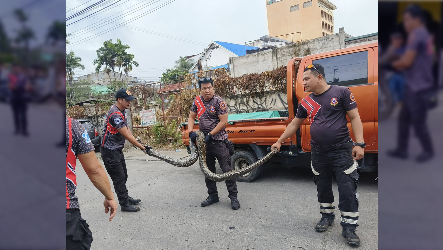 VIDEO WATCH: Large python caught inside Cagayan de Oro eatery - PROGRESS WATCH: Metro Cagayan de ...