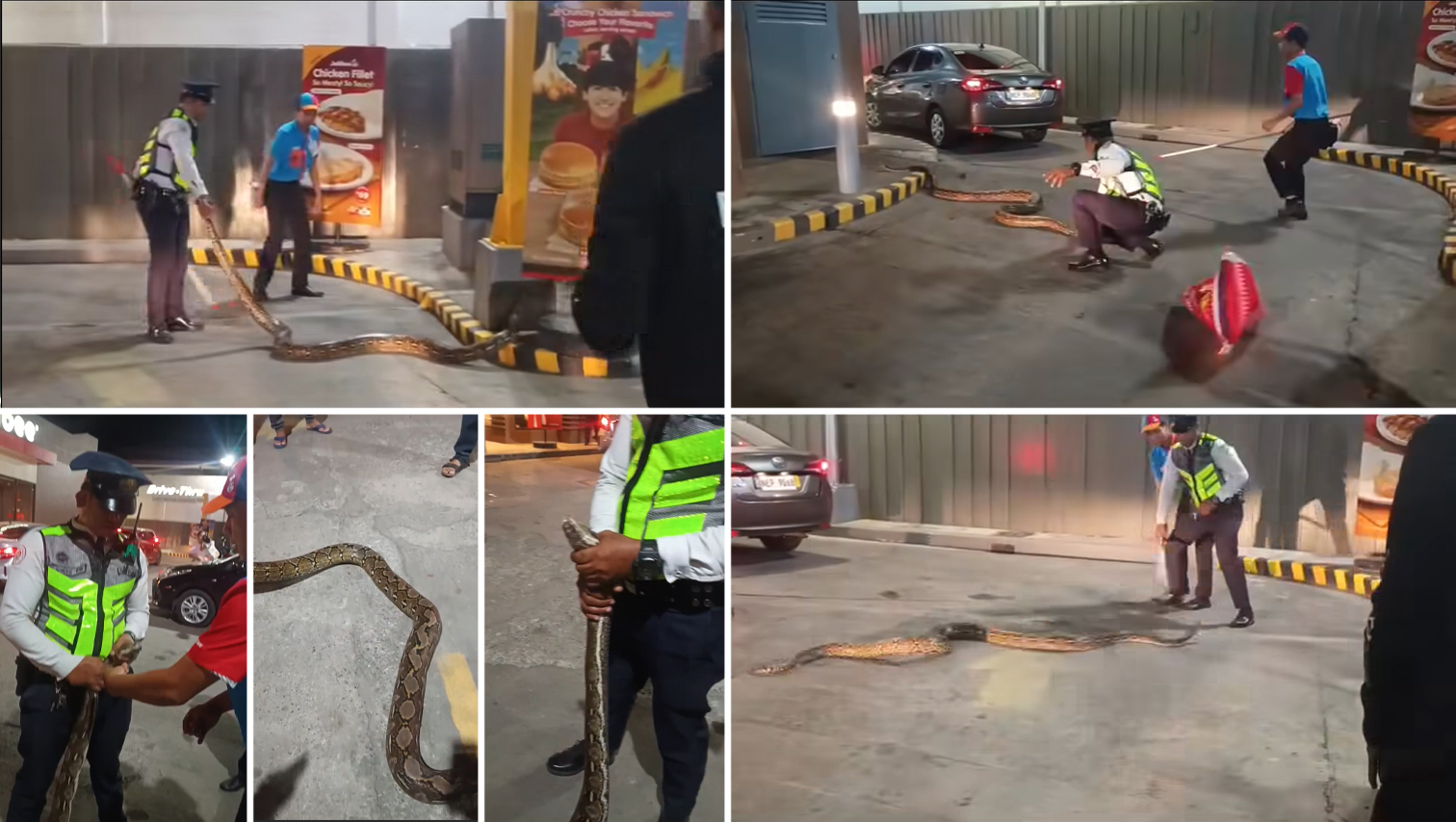 VIDEO WATCH: Large python caught at fast food drive-thru - PROGRESS WATCH: Metro Cagayan de Oro ...