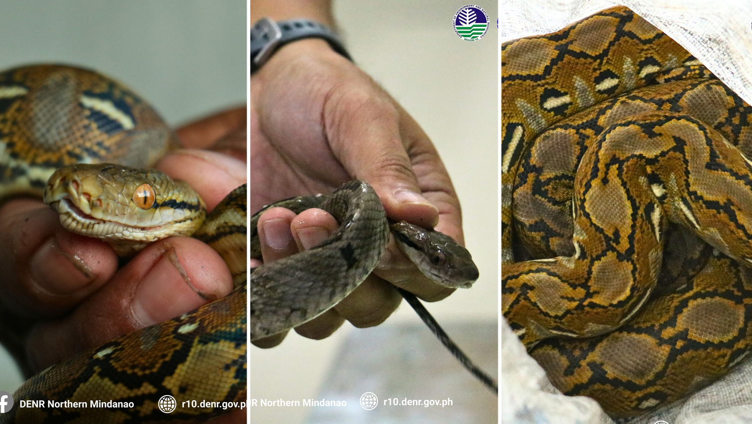 RANDOM SHOTS: Reticulated pythons and dog-toothed cat snake turned over to DENR-10 - PROGRESS ...